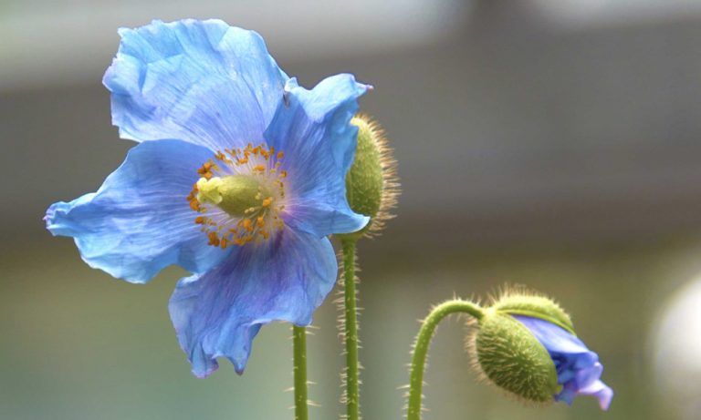 Bhutan at a Glance - Bhutan Peaceful Tours & Treks